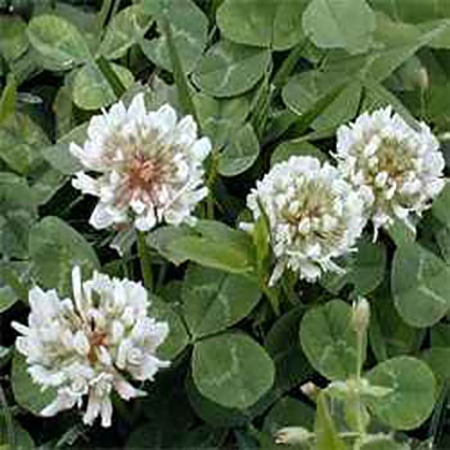 Clover New Zealand White, Coated - 50 lb bag | HyR BRIX Fertilizer